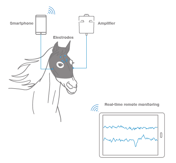 Ultra-Mobile EEG Solution for Animals | ANT Neuro